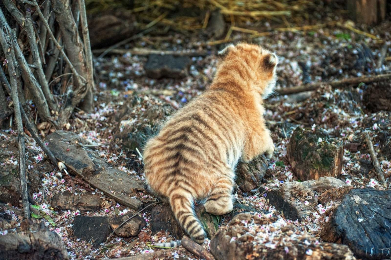 Primele imagini cu puii de tigru de la Grădina Zoologică din Chișinău ...